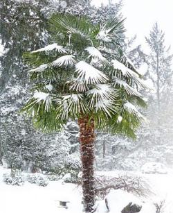 Trachycarpus fortunei (seme)