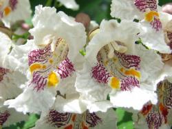 Catalpa bignonioides - Katalpa (seme)