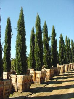 Mediteranski cempres - Cupressus sempervirens stricta (seme)