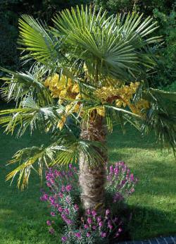 Trachycarpus fortunei (seme)