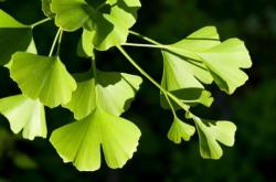 Ginkgo biloba - Ginko seme