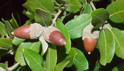 Crnika (Quercus ilex) Primorski hrast
