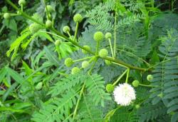 Leucaena leucocephala - Bela mimoza (seme)