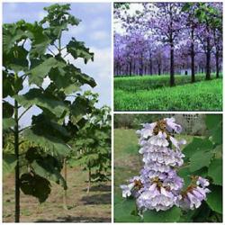 Paulownia fortunei (seme) - Paulovnija 200semenki!