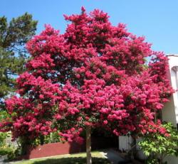 Lagerstroemia indica - Kineski jorgovan (seme)