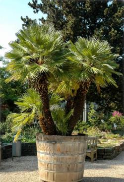 Chamaerops humilis (seme) Zumara palma