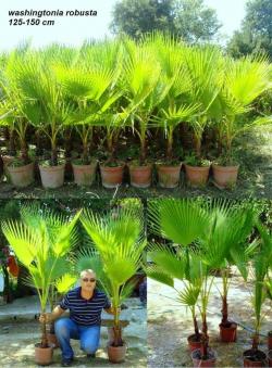 Washingtonia robusta - Mexican fan palm (seme)