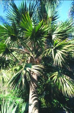 Sabal palmetto Lisa (seme)