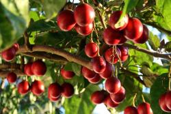 Tamarillo drvo paradajz - Solanum betaceum (seme)