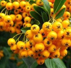 Pyracantha - Pirokanta vatreni grm zuta (seme)