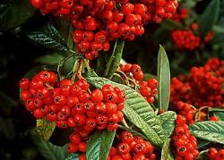 COTONEASTER watereri ´Cornubia´