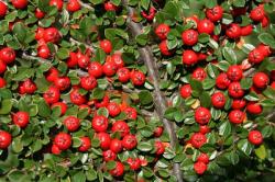 Cotoneaster horizontalis - Dunjarica seme