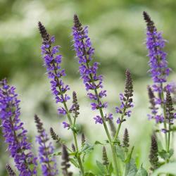 Chia - Pinole Salvia hispanica (seme)