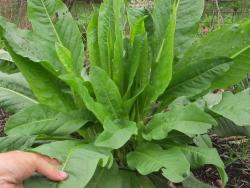 Pitomo zelje (seme) Rumex patientia