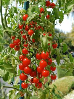 Mikro cherry (seme) - Heirloom stara sorta paradajza!