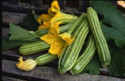 Zucchini tikvice (seme) Romanesco