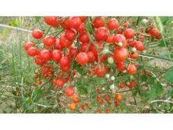 Cherry paradajz - Jasmin crveni (seme)