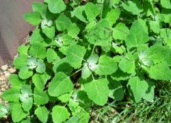 Chenopodium alba - Divlja loboda