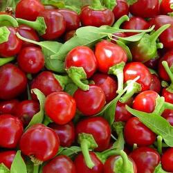 Cili paprika - Chili cherry (seme)