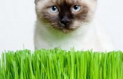 Trava za mačke bio (3000 semenki - 70gr.)