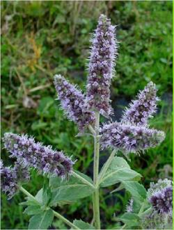 Mentha longifolia Nana (seme)