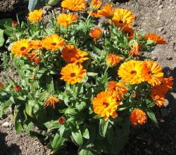 Neven (seme) Calendula officinalis