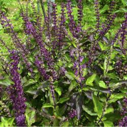 Crveni sveti bosiljak Tulsi - Red Holy Basil - Ocimum sanctum (seme)