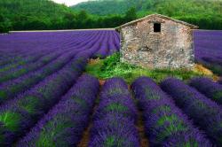 Lavanda (seme)