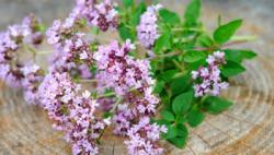 Divlji origano (seme) - Origanum vulgare