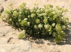 Motar (seme) Morski komorac - Crithmum maritimum