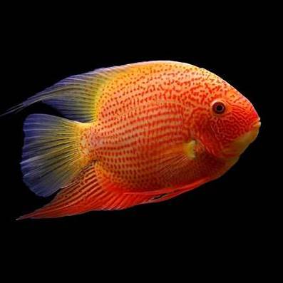 Severum red spot