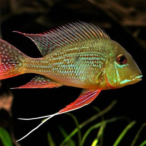 Geophagus altifrons