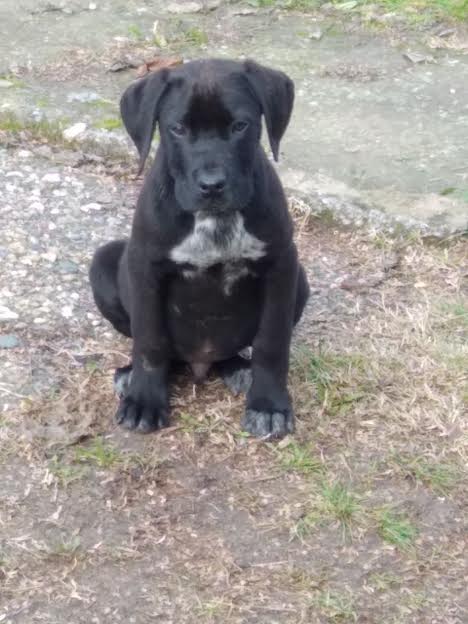 Cane Corso, stenci