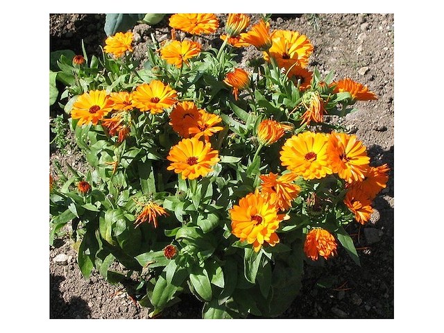 Neven (seme) Calendula officinalis