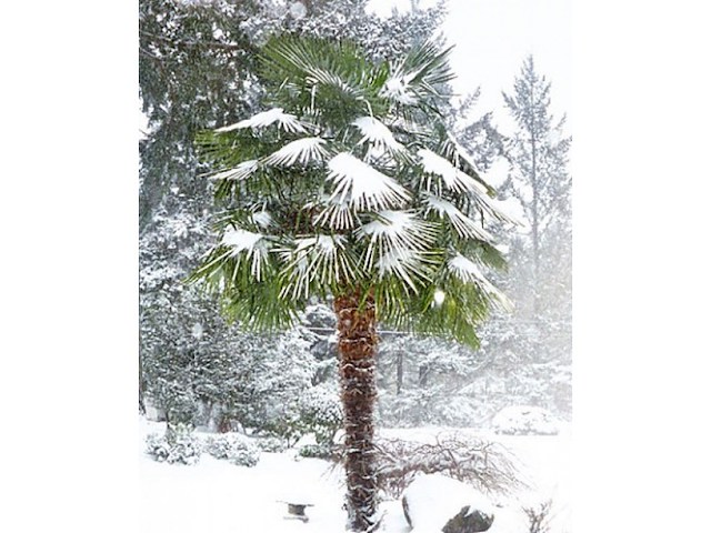 Trachycarpus fortunei (seme) 20 semenki