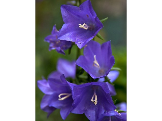 Campanula (seme) Zvoncic