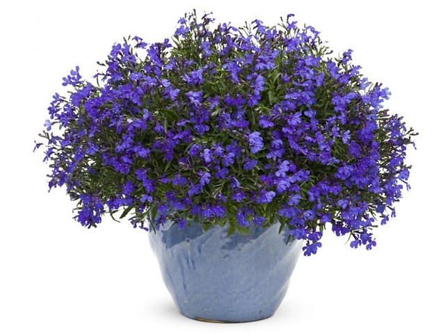 Lobelia erinus (seme)