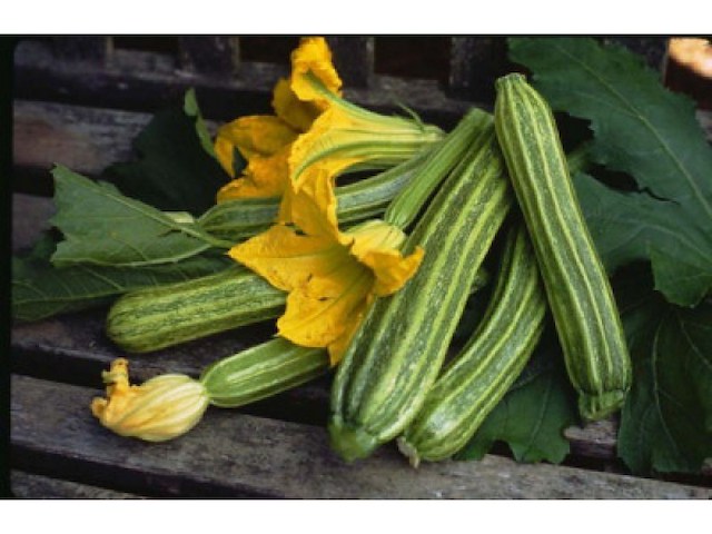 Zucchini tikvice (seme) Romanesco