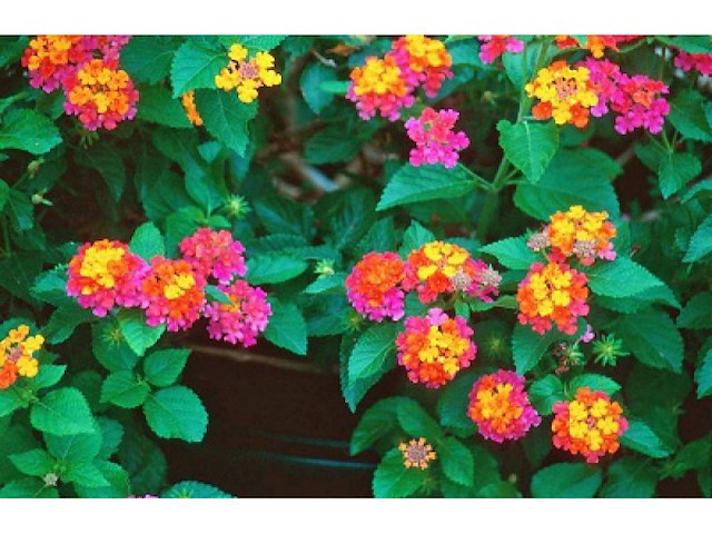 Lantana (seme) Zuto-narandzasta