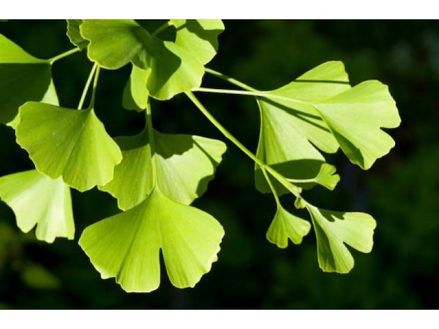 Ginkgo biloba - Ginko seme