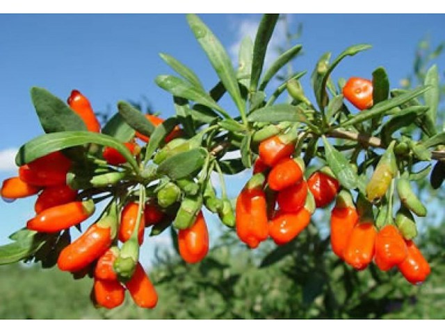 Goji Berries (seme) - Lycium barbarum ( Goji bobice )