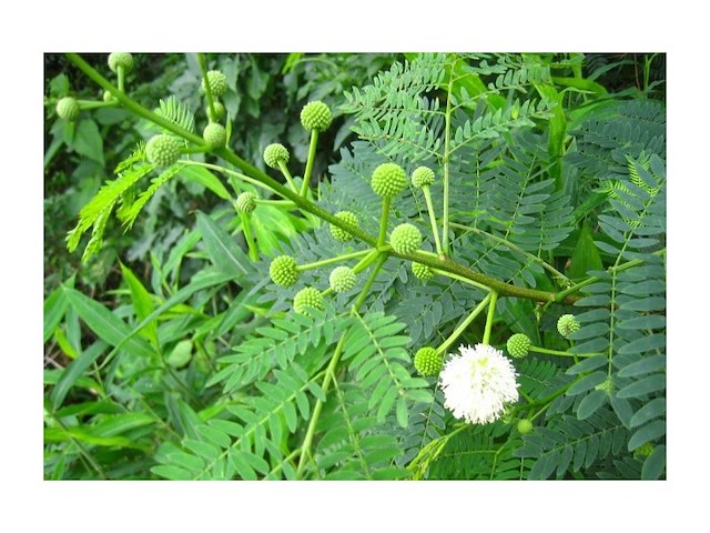 Leucaena leucocephala - Bela mimoza (seme)