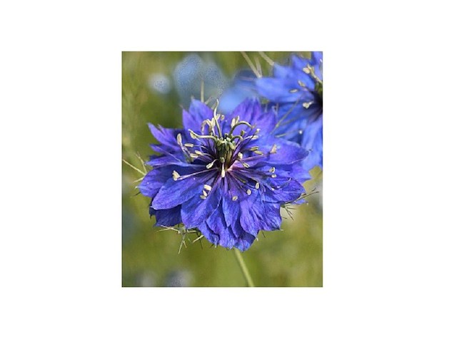 Nigella damascena - Devojka u zelenom Plava (seme)