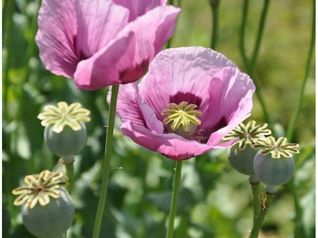 Papaver somniferum - Mak (seme)