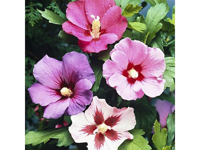 Hibiscus syriacus - Sirijska ruza (mix semena)