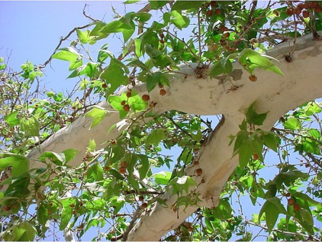 Platanus - Platan (seme)