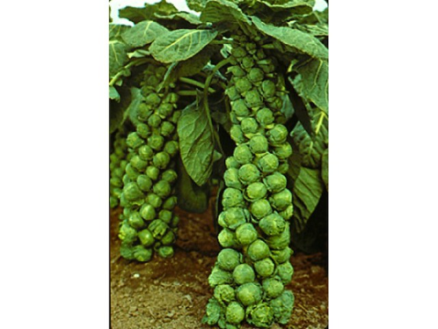 Brassica oleracea var gemmifera - Kelj pupcar (50 seme