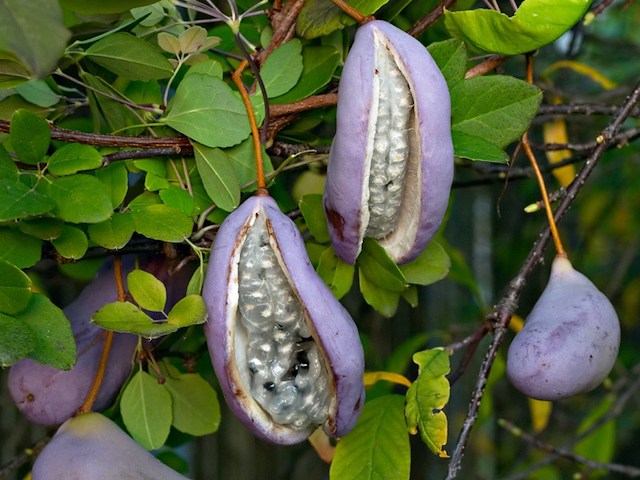 Akebia trifoliate (seme) Cokoladna puzavica