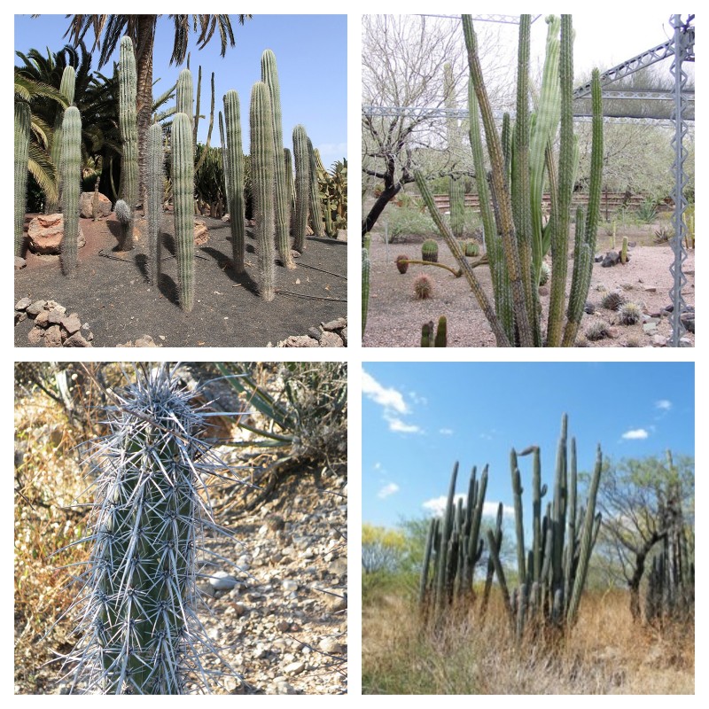 Seme kaktusa Pachycereus hollianus 'Blanco'