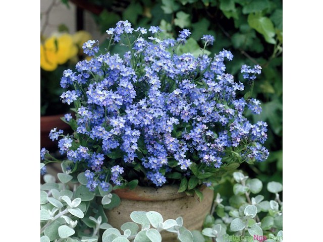 Myosotis alpestris - Nezaboravak (seme)